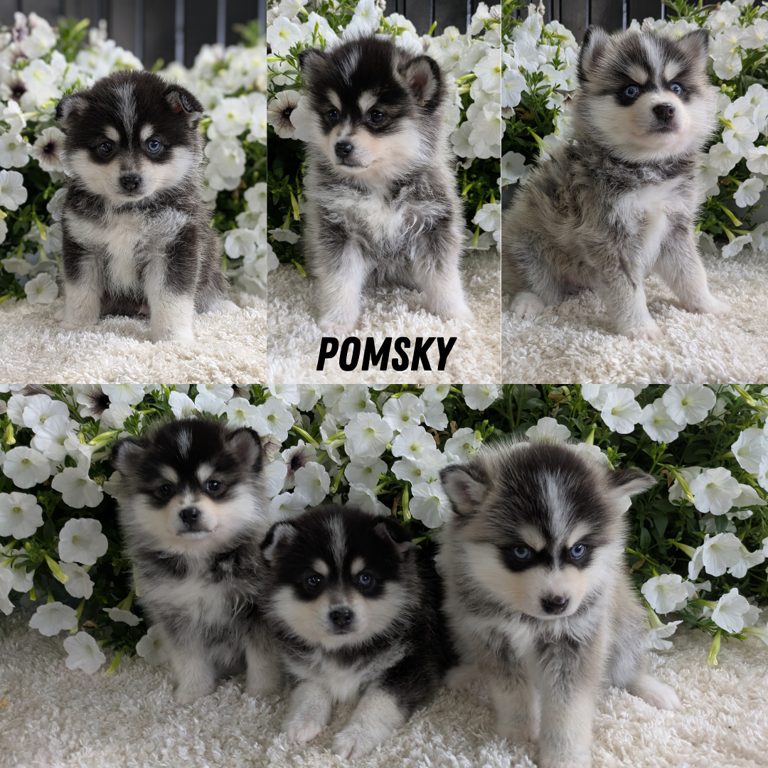 Pomsky – My Pup Runneth Over
