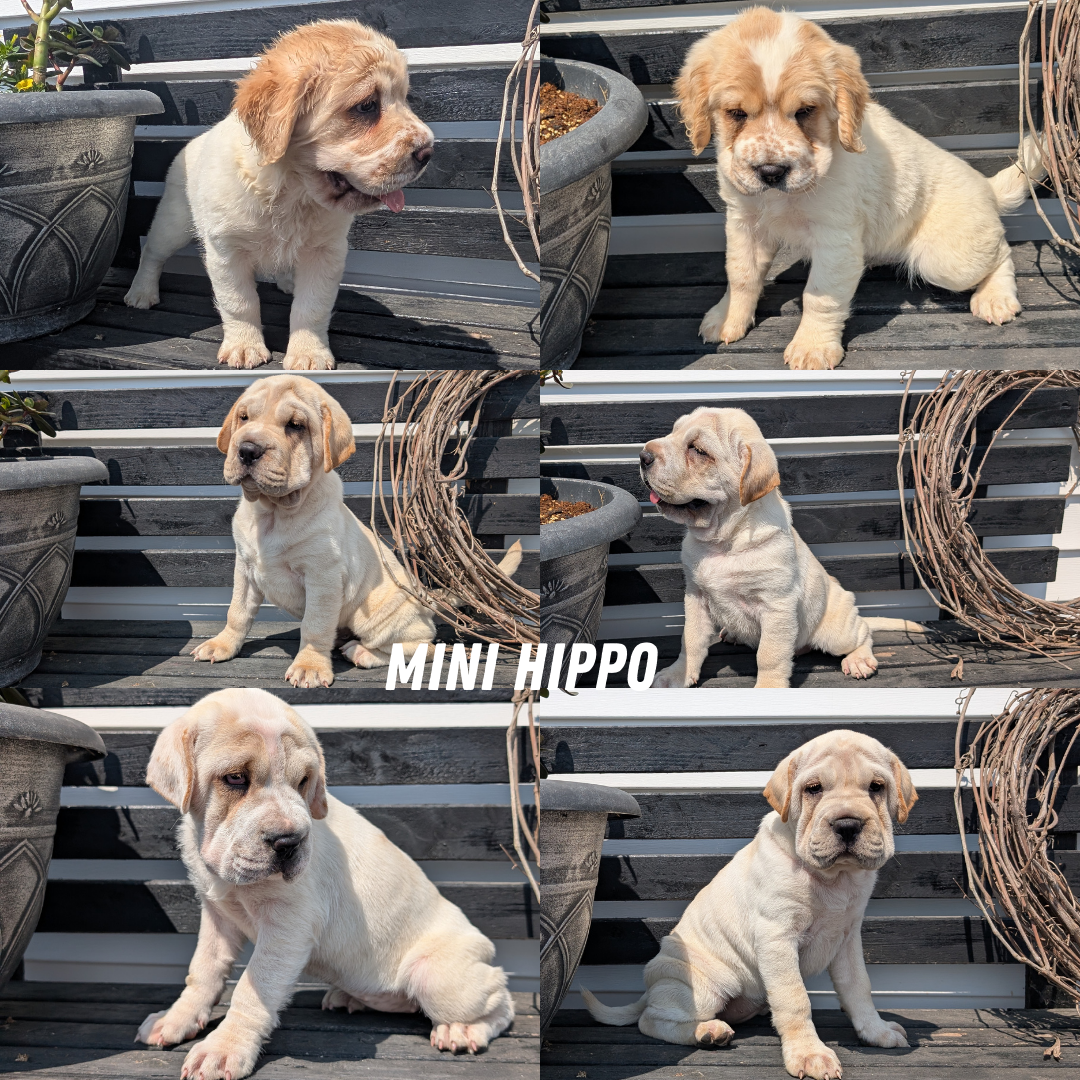 Shar-Pei – My Pup Runneth Over