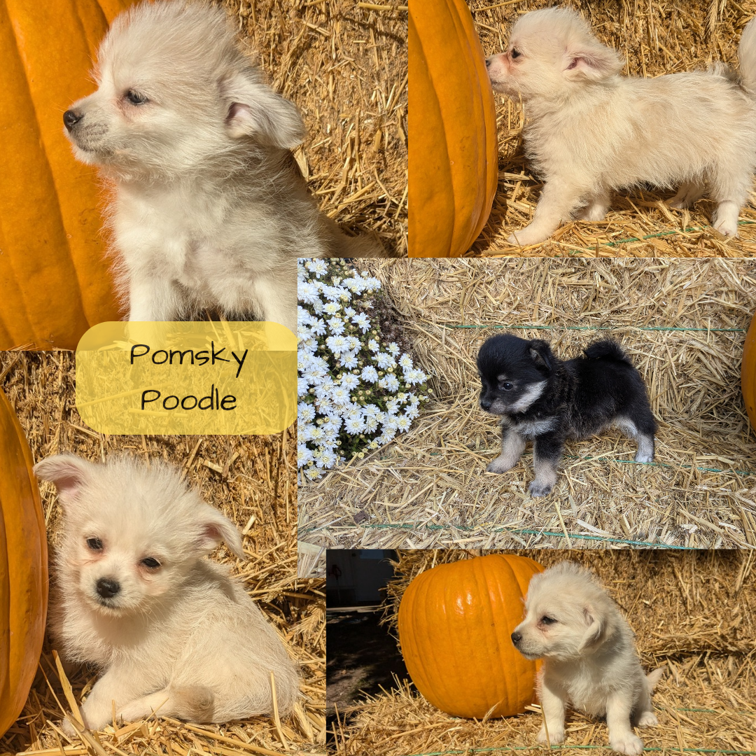 Pomsky-Poo – My Pup Runneth Over