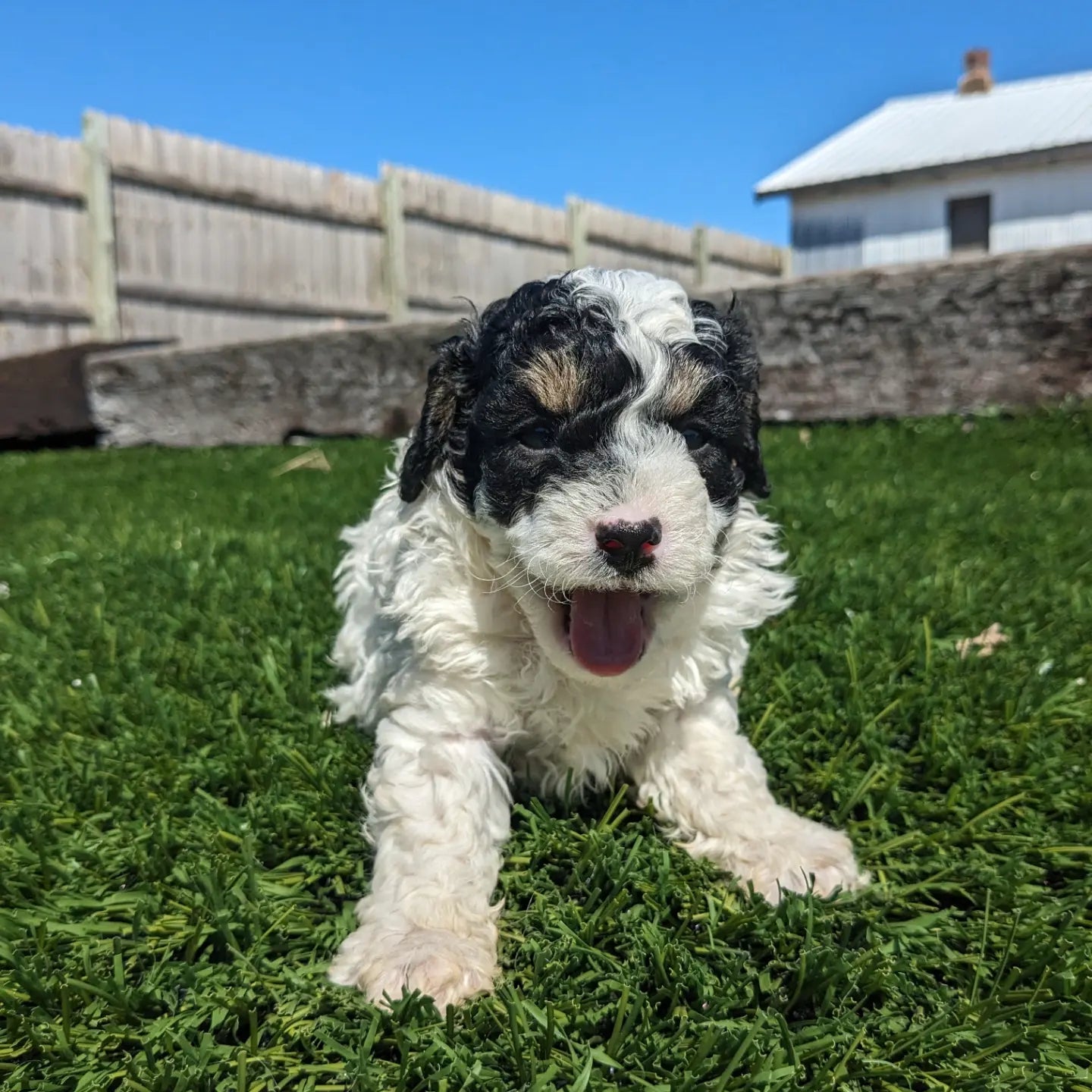 F1B COCKAPOOS (03/12) MALE – My Pup Runneth Over