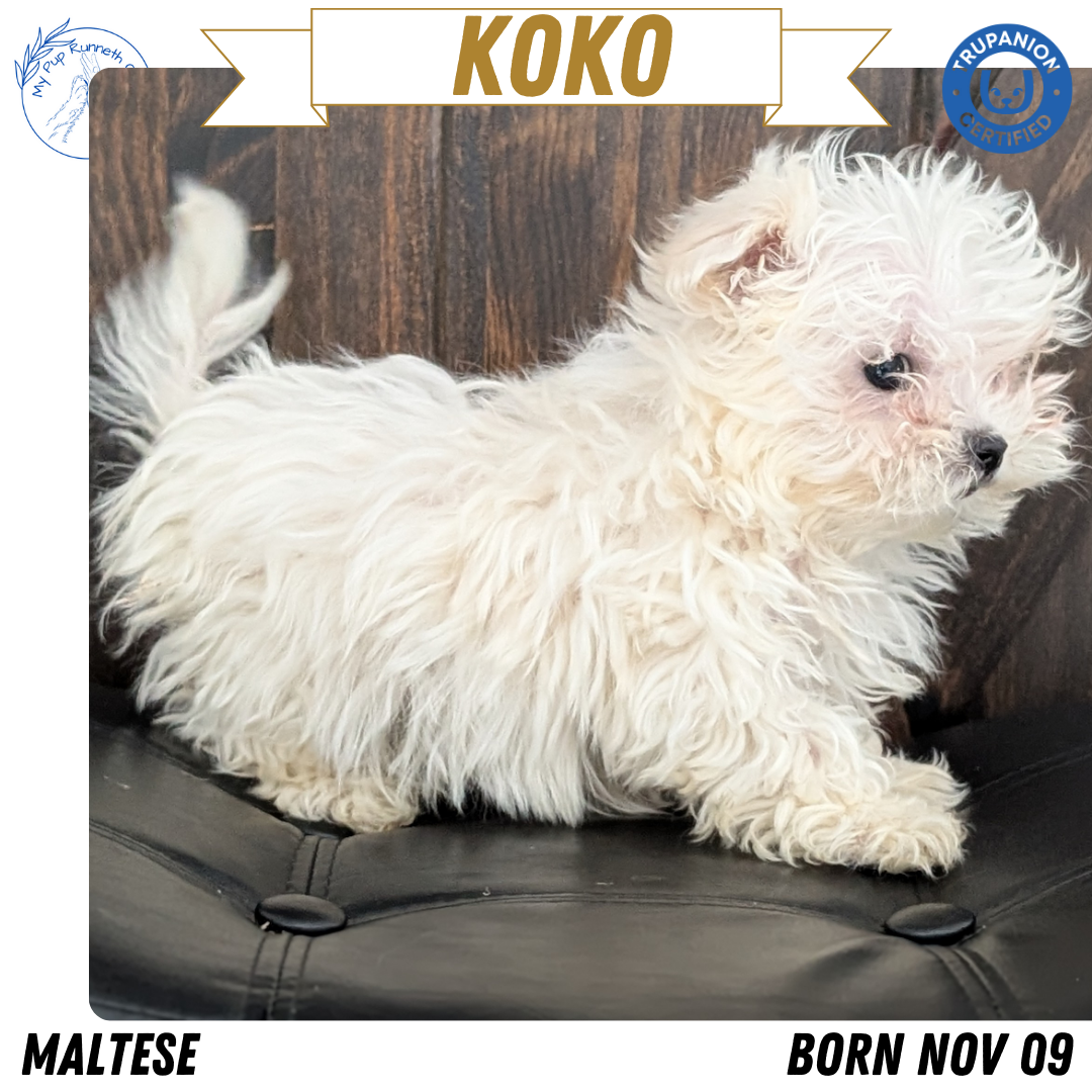 MALTESE (NOV 09) FEMALES – My Pup Runneth Over