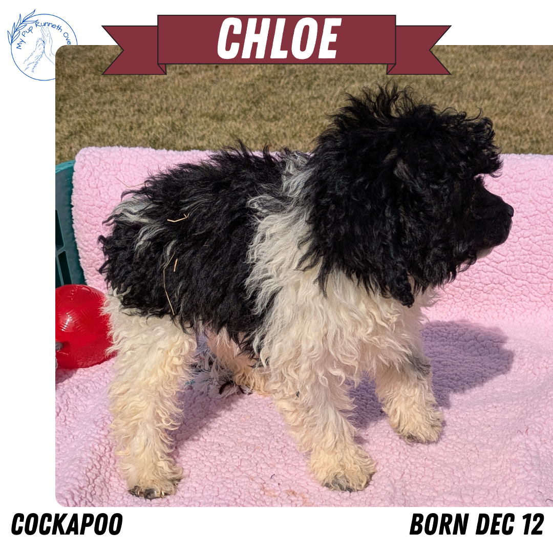 COCKAPOO (12/12) FEMALE – My Pup Runneth Over