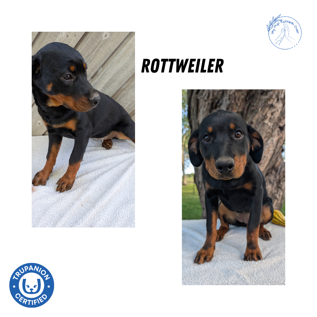 ROTTWEILER (05/28) FEMALE – My Pup Runneth Over