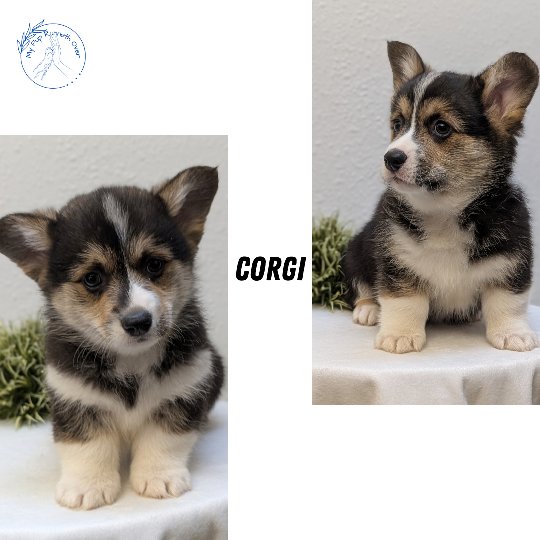 CORGI (JAN 05) MALES – My Pup Runneth Over