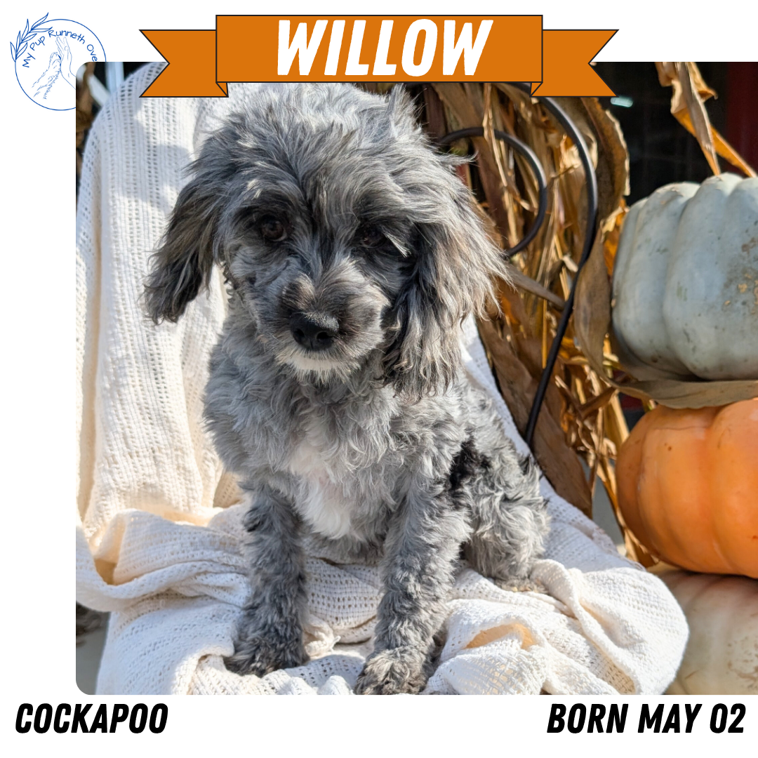 COCKAPOO (05/02) FEMALE – My Pup Runneth Over