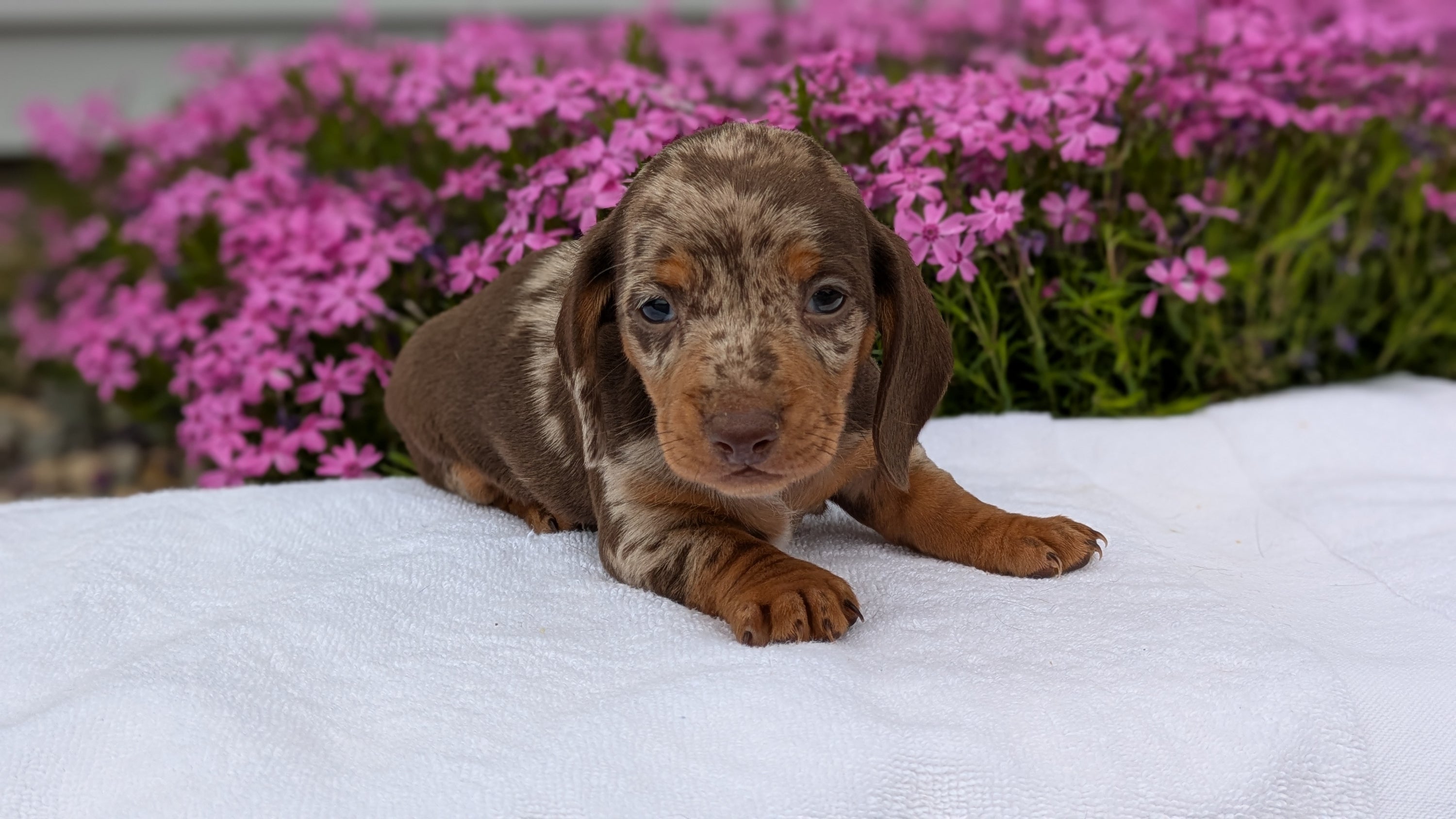 Gallery – My Pup Runneth Over