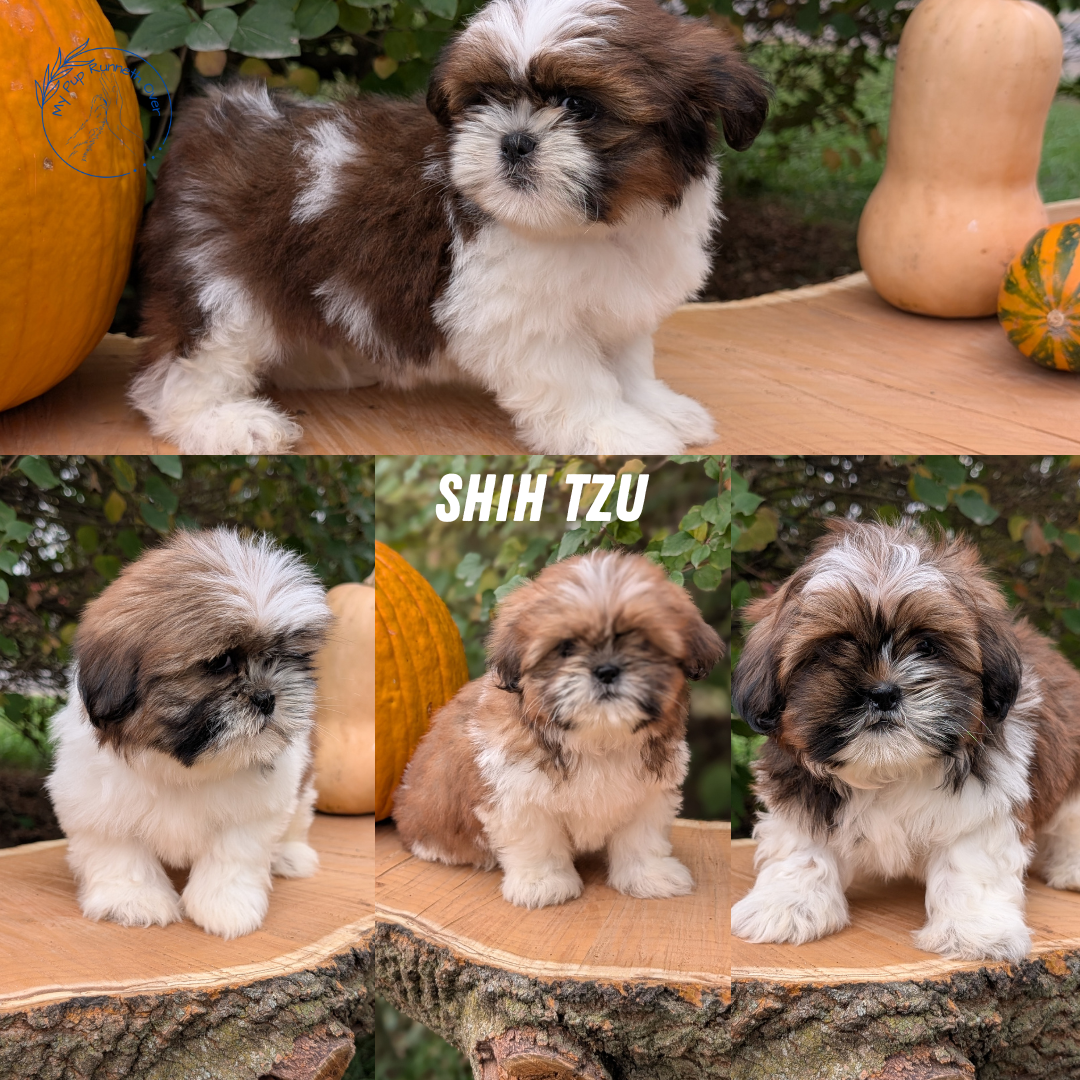 SHIH TZU (08/19) FEMALE – My Pup Runneth Over